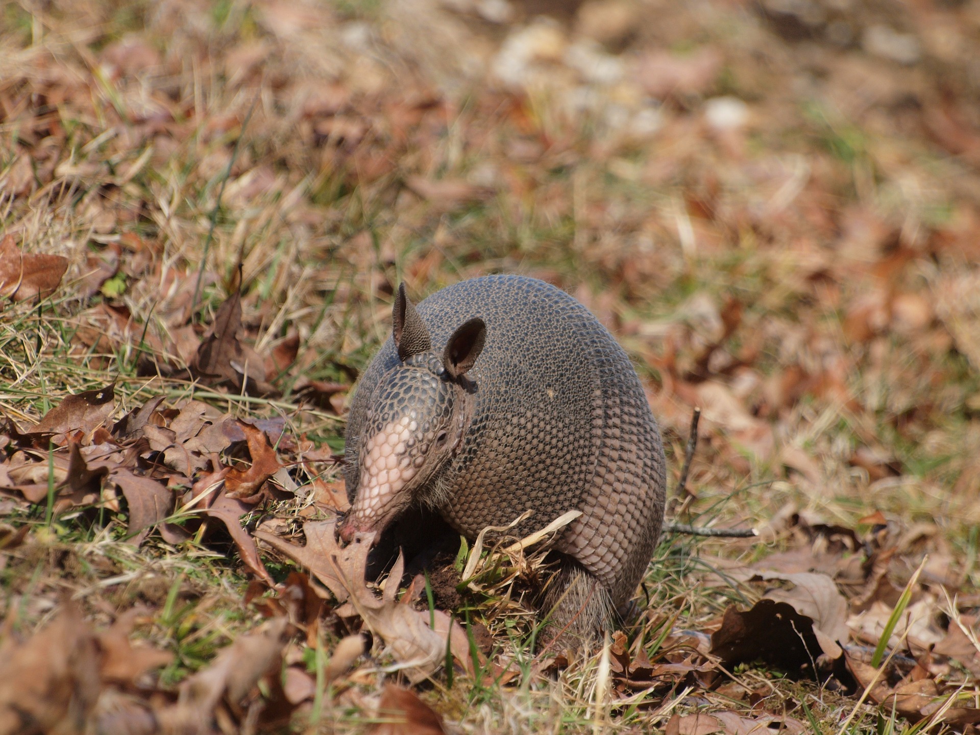 Armadillo Removal - Trutech Wildlife Triangle