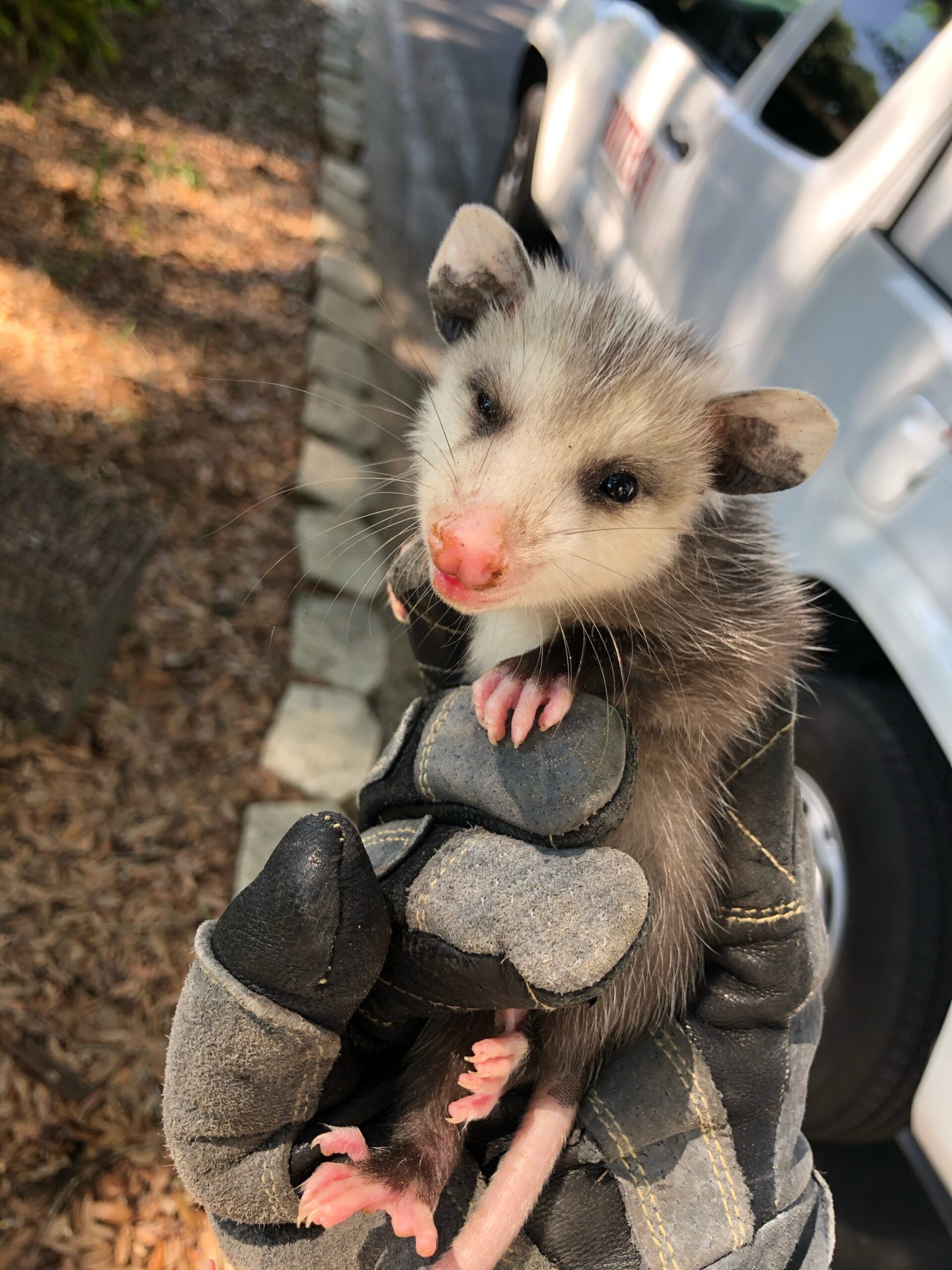 Wildlife Removal - Trutech Wildlife Service Triangle - Raleigh-Durham